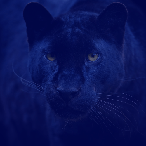 Tooted - Maria Baydar